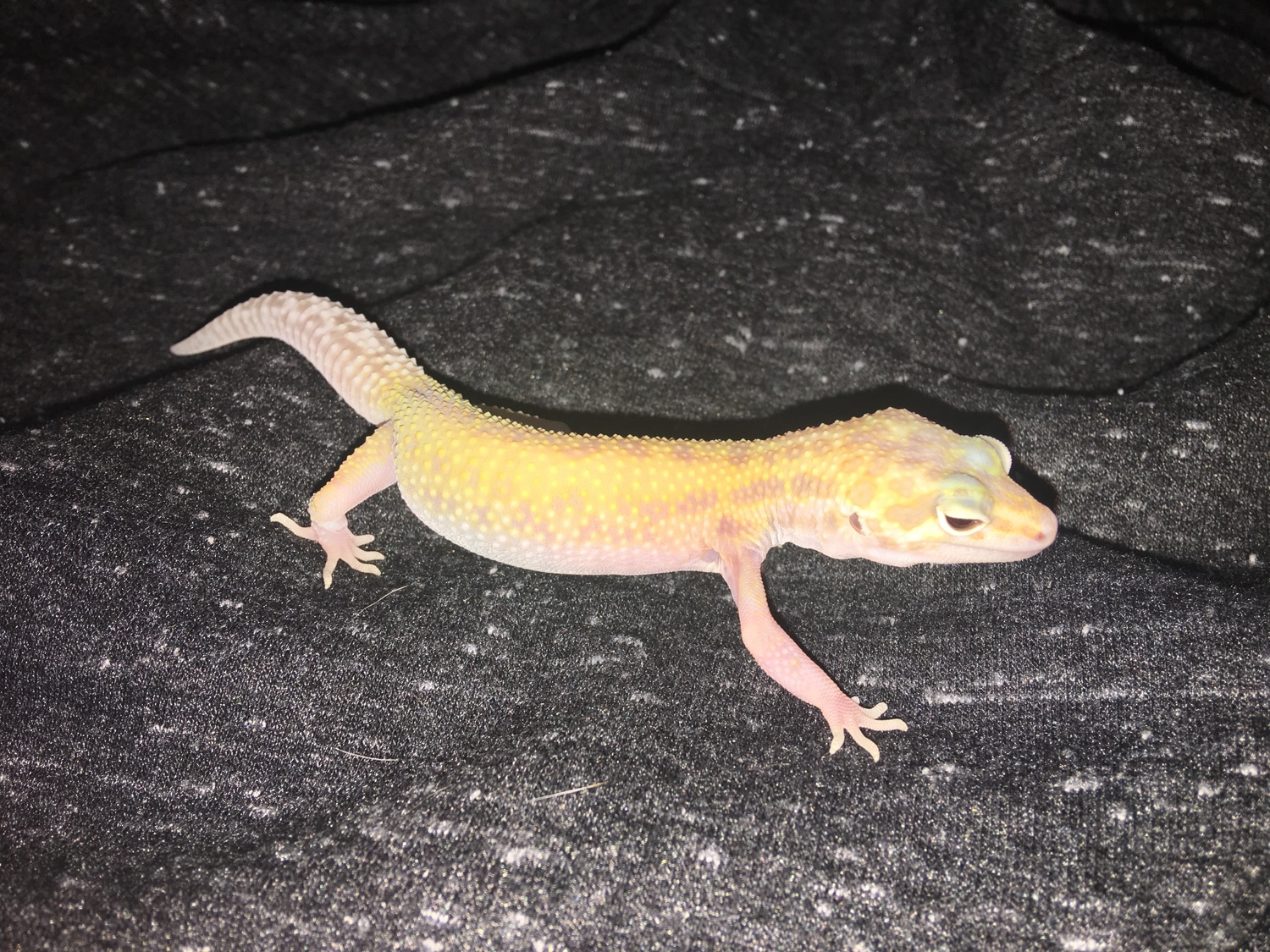 Pastel Raptor Tremper Leopard Gecko by LTE Leopard Geckos - MorphMarket