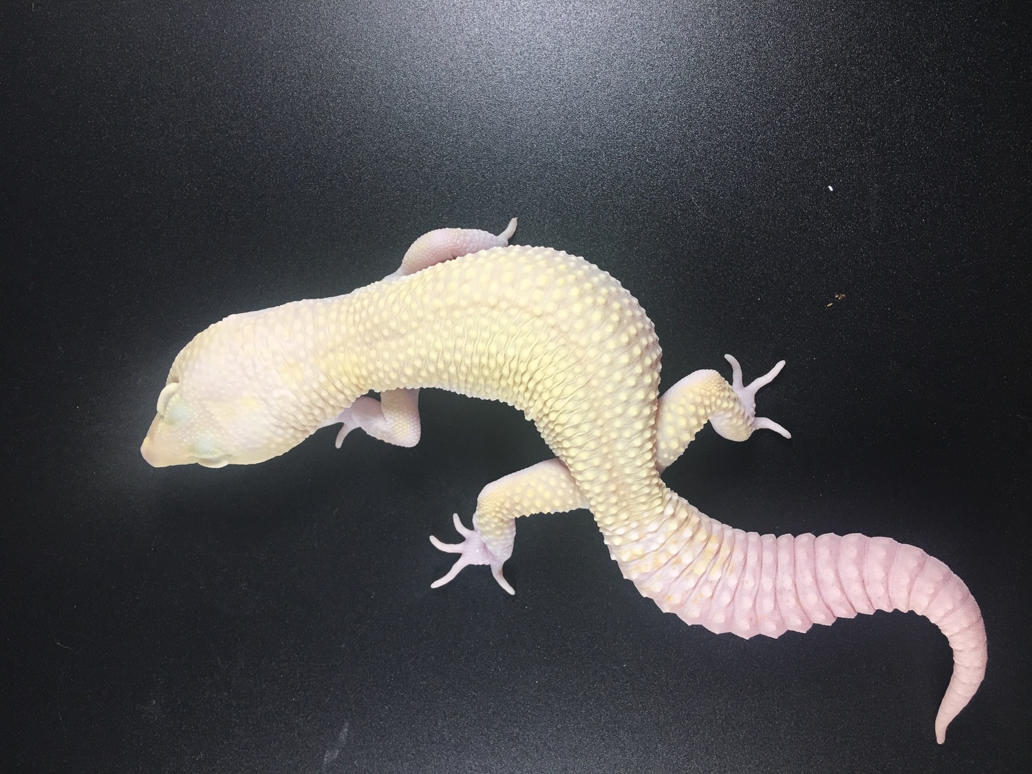 Ember Leopard Gecko by LTE Leopard Geckos - MorphMarket