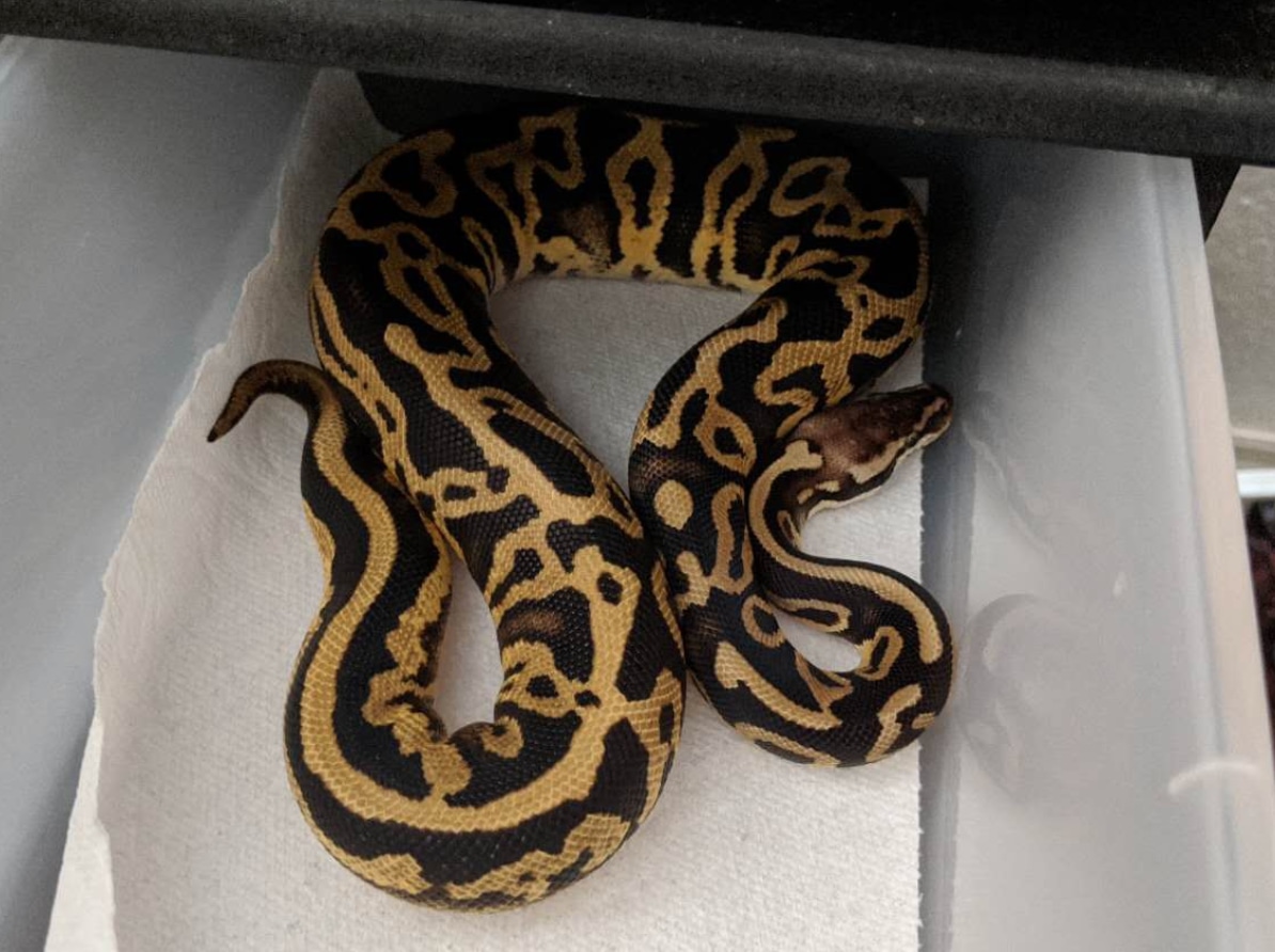 Femal Leopard Pastel Het Ultramel Het Pied Ball Python by Luo's Herp ...