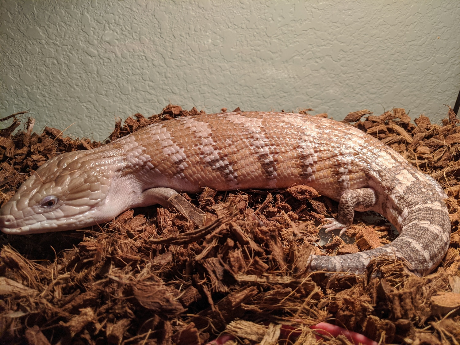 Unsexed Caramel BTS More Lizard by Luo's Herp - MorphMarket