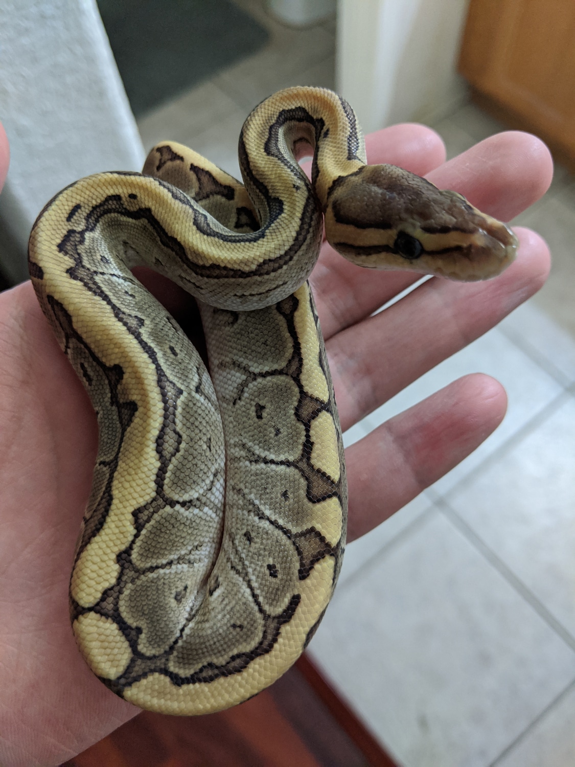Mojave Pinstripe DH True Ghost Ball Python by Luo's Herp - MorphMarket