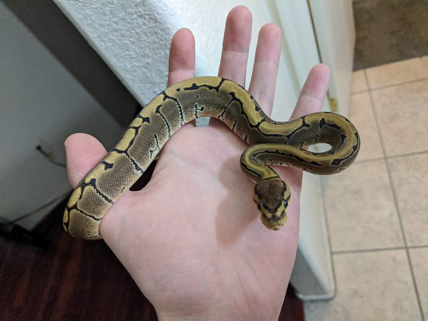 Pinstripe DH True Ghost Ball Python by Luo's Herp - MorphMarket
