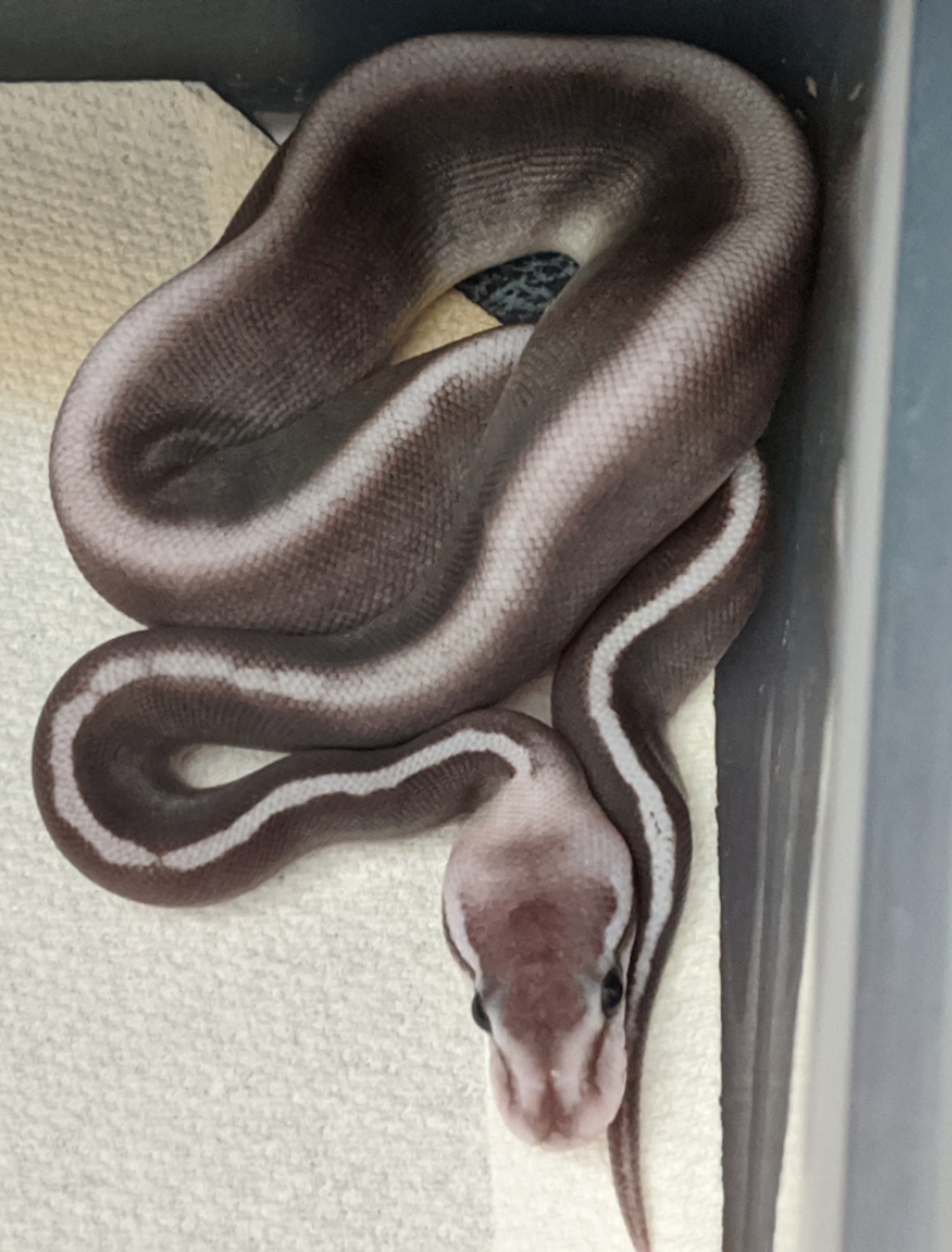 GHI Mojave Black Pewter DH Hypo Albino Ball Python by Luo's Herp ...