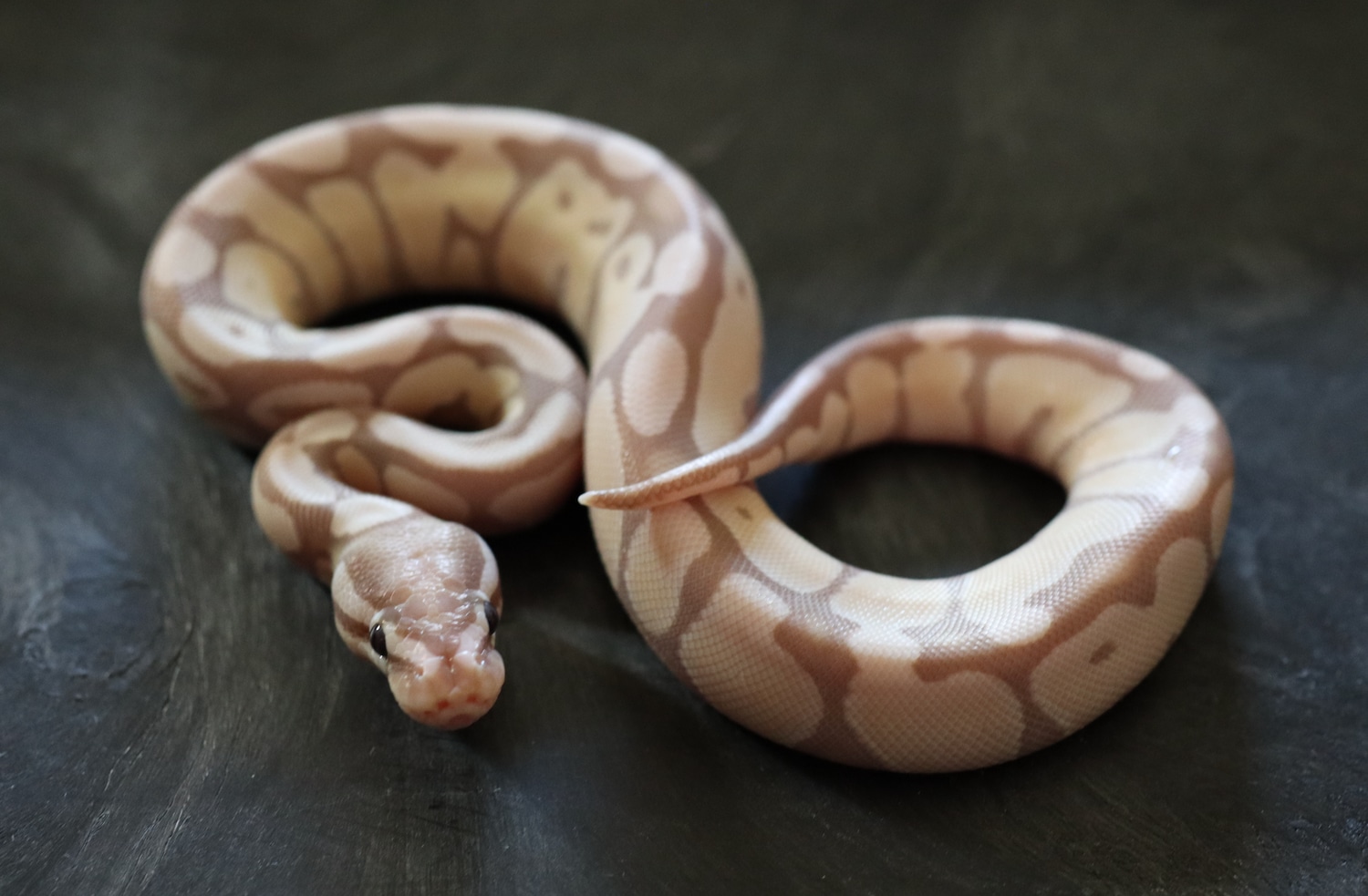 VPI Axanthic Banana Fire Ball Python by Luo's Herp - MorphMarket