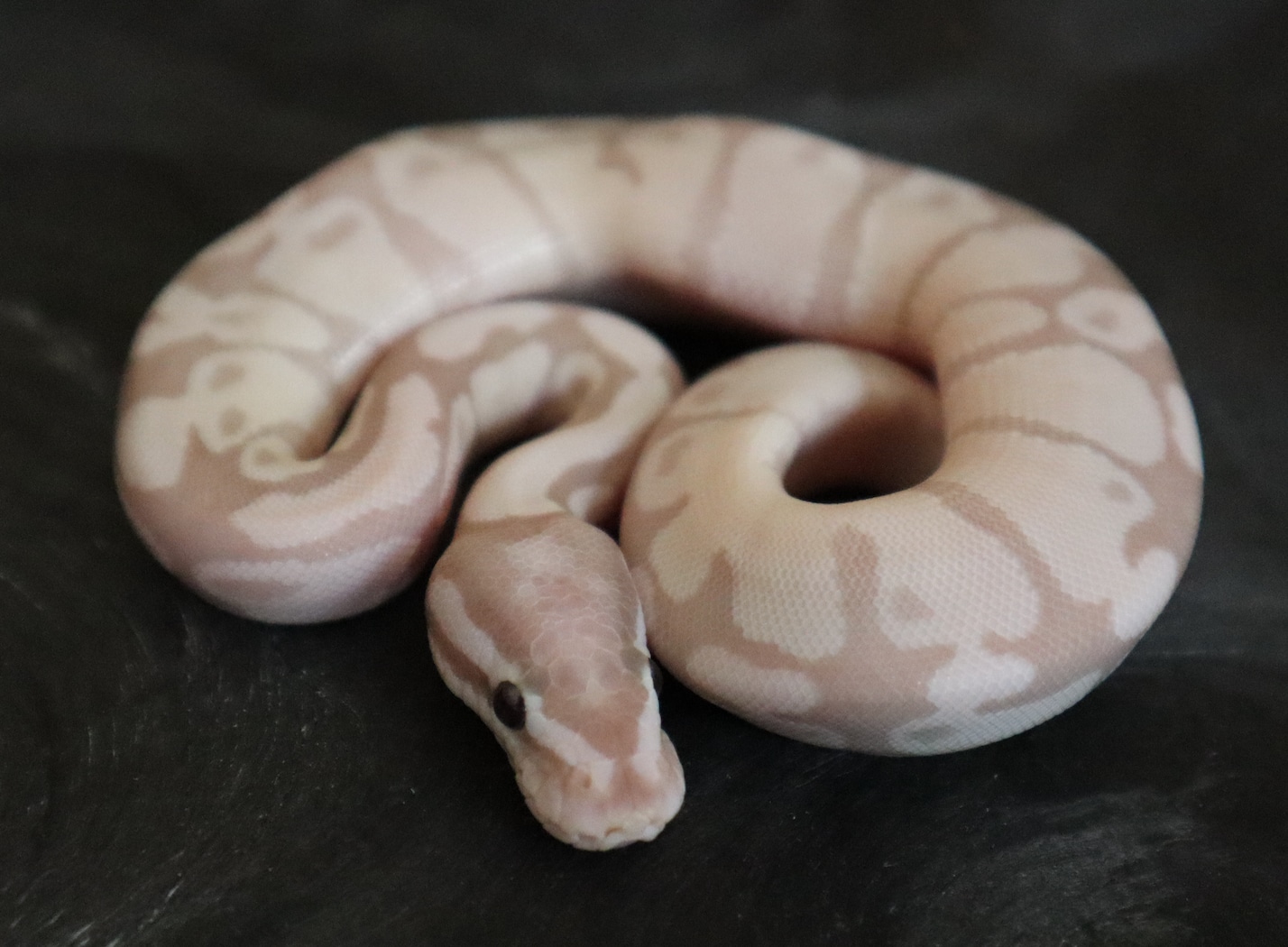 VPI Axanthic Banana Fire Ball Python by Luo's Herp - MorphMarket