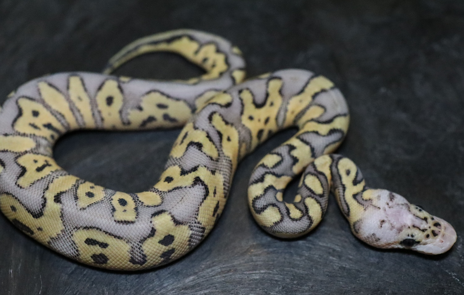 OD Killer Clown Ball Python by Luo's Herp - MorphMarket