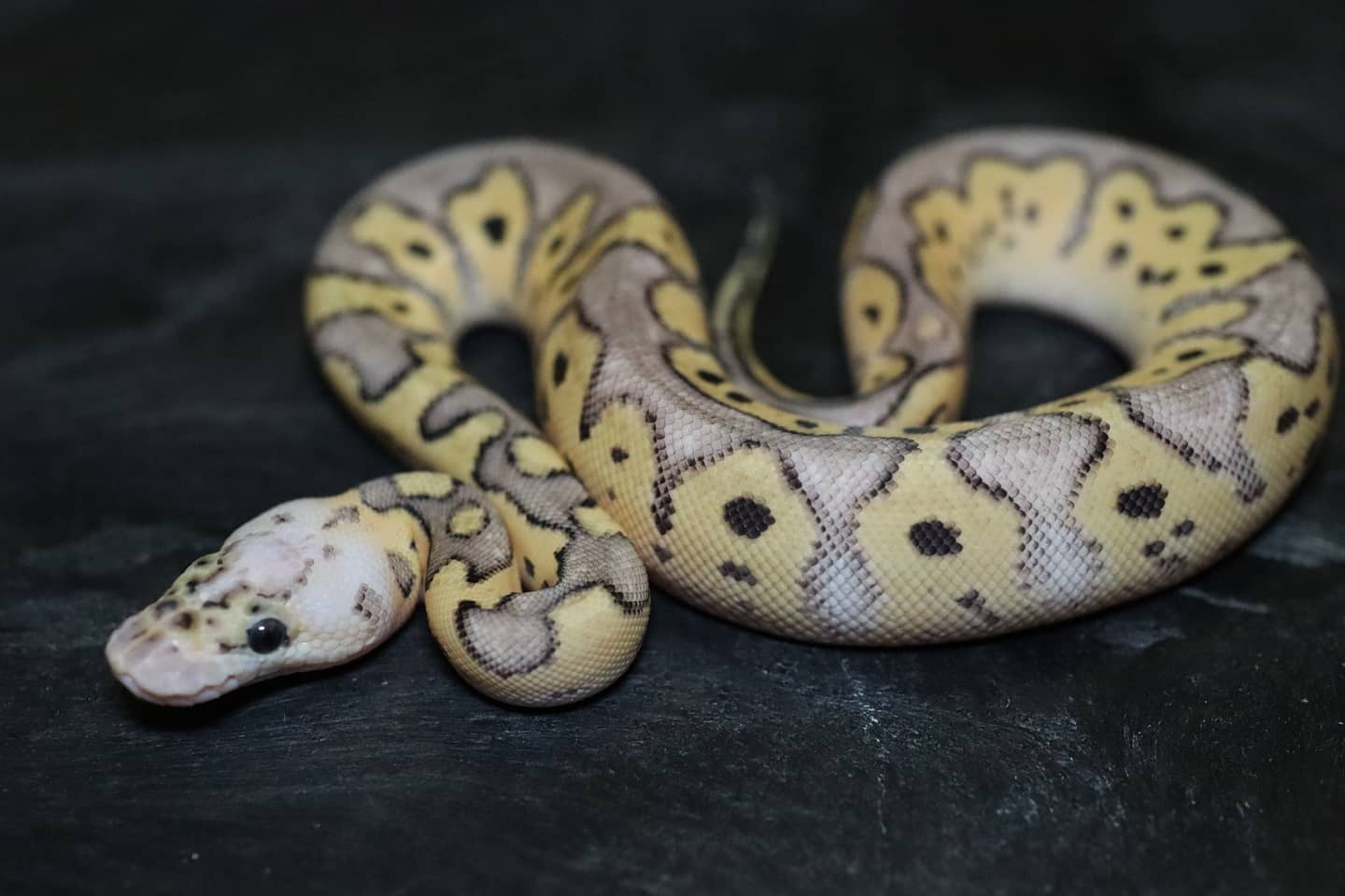 Superfly Clown Ball Python by Luo's Herp - MorphMarket