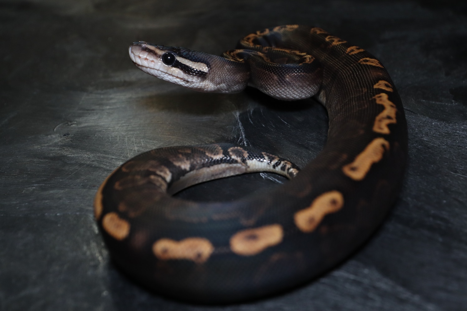 Black Pastel GHI DH Albino Clown Ball Python by Luo's Herp - MorphMarket