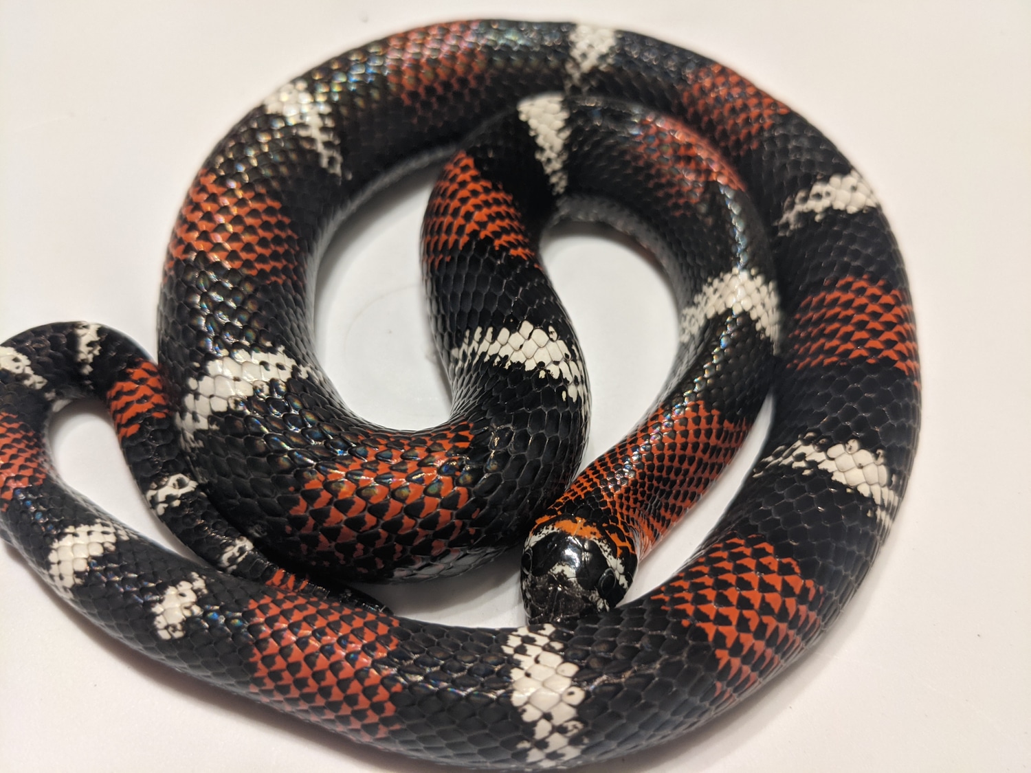 2019 Adult Unrelated Pair Tri-color Hognose by Luo's Herp - MorphMarket