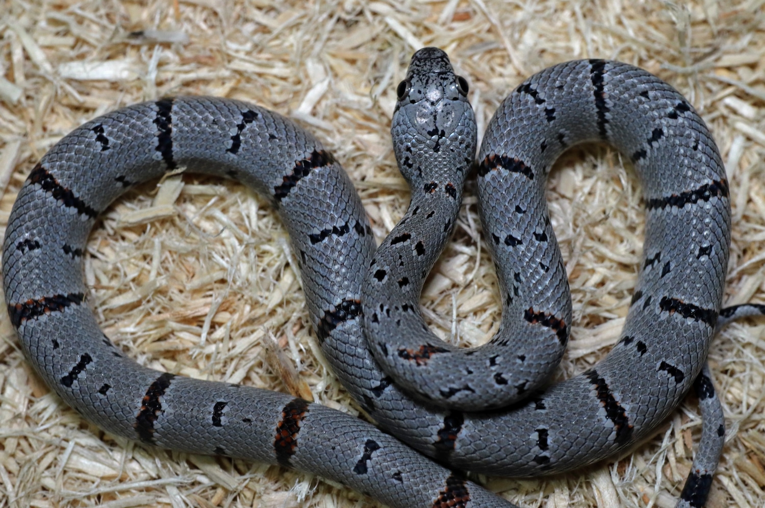 2019 Culbersons Alterna Gray-Banded Kingsnake by Luo's Herp - MorphMarket