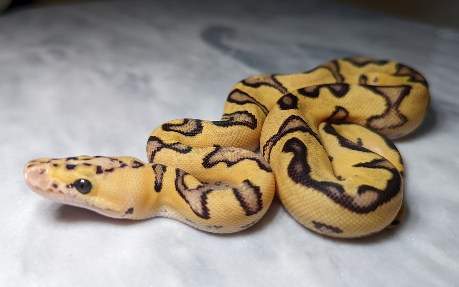 Firefly Enchi Clown Ball Python by Luo's Herp - MorphMarket