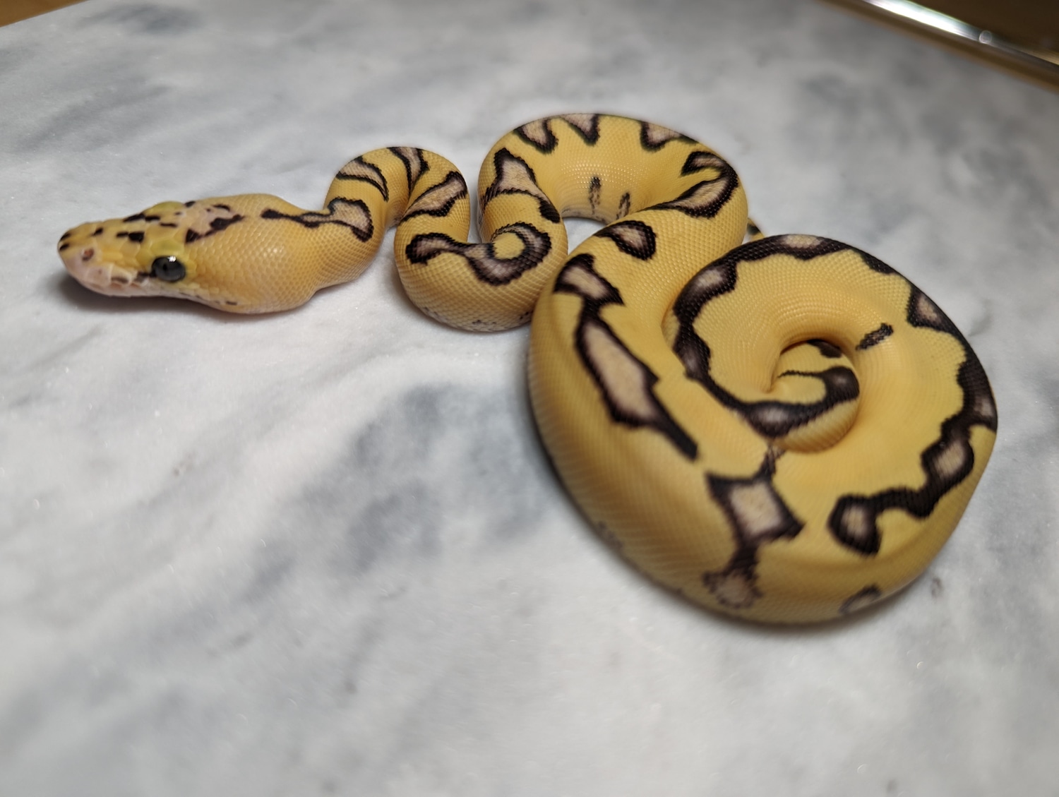 Firefly Red Stripe Enchi Clown Ball Python by Luo's Herp - MorphMarket