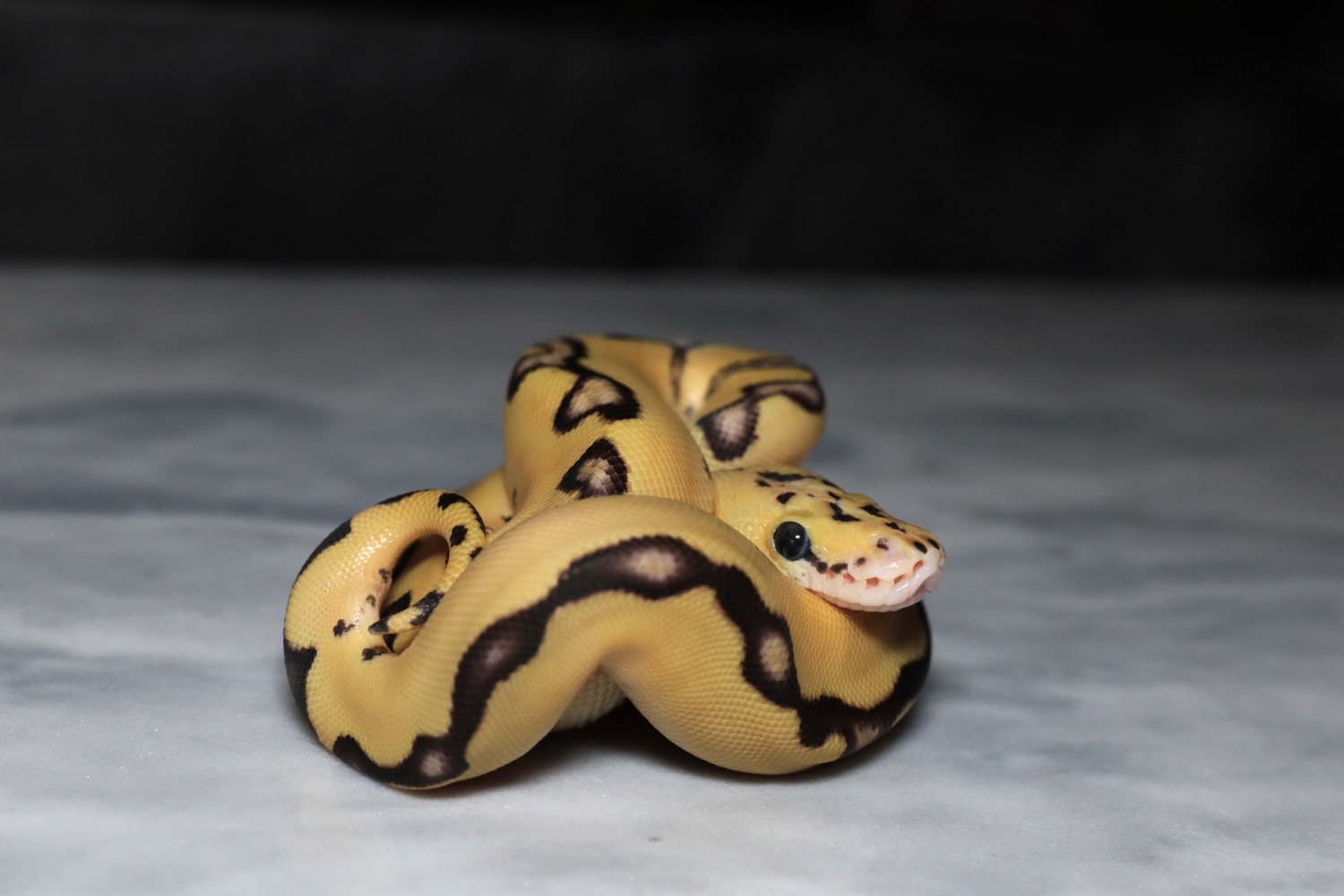 Firefly Red Stripe Enchi Clown Ball Python by Luo's Herp - MorphMarket