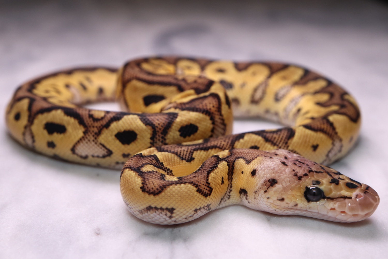 Pastel RedStripe Clown Ball Python by Luo's Herp - MorphMarket