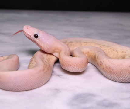 Black Pewter Fire Spotnose Clown Pos Redstripe Ball Python by Luo's ...