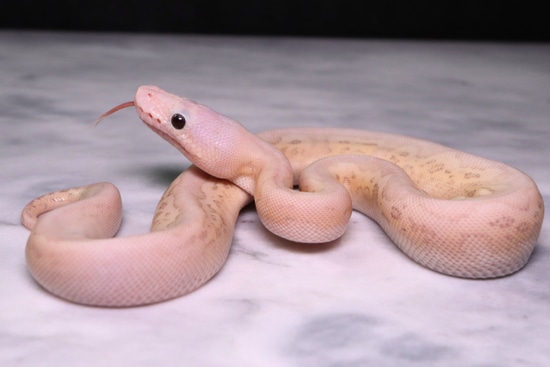 Black Pewter Fire Banana Clown Pos Redstripe And Spotnose Ball Python ...