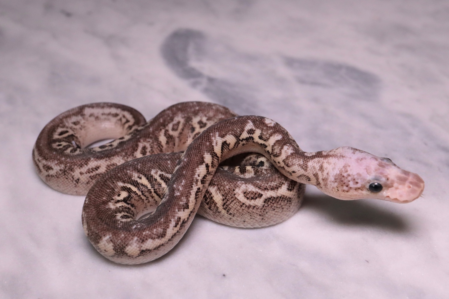 Black Pewter Fire Spotnose Clown Pos Redstripe Ball Python by Luo's ...