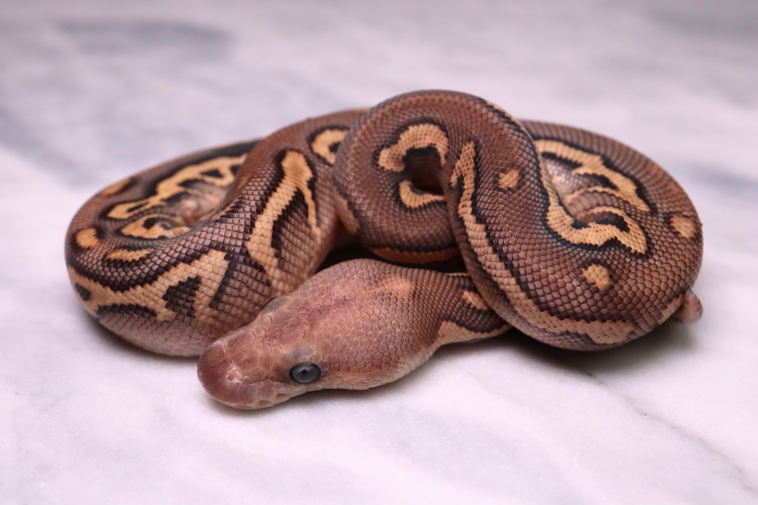 Ghi Mojave Cinny Spotnose Clown Ball Python by Luo's Herp - MorphMarket
