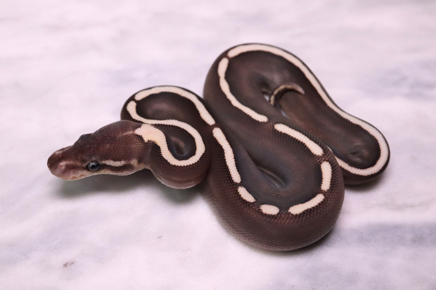 Ghi Mojave Cinny Spotnose Het Clown Ball Python by Luo's Herp - MorphMarket