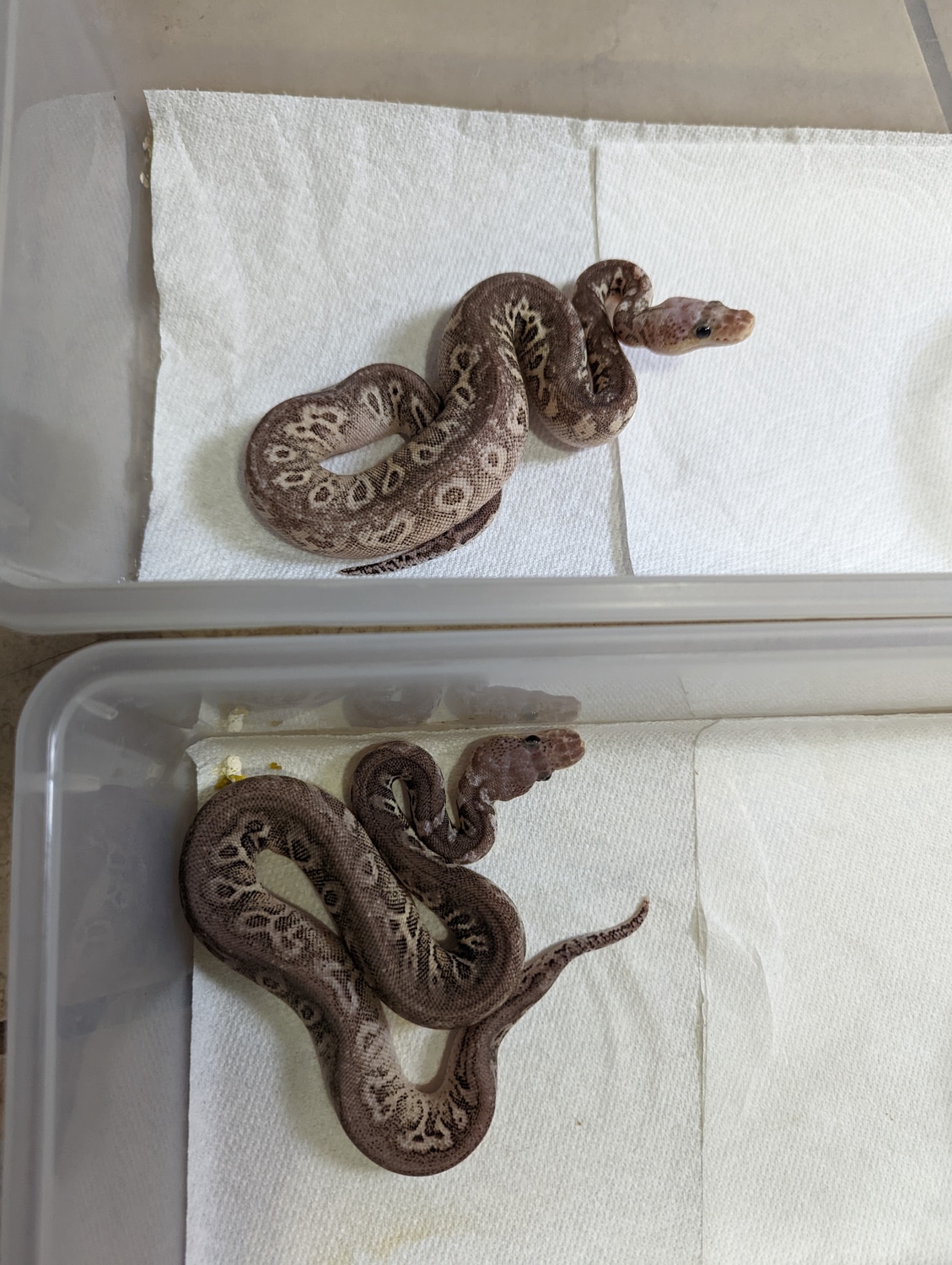 Black Pewter Fire Spotnose Clown Pos Redstripe Ball Python by Luo's ...