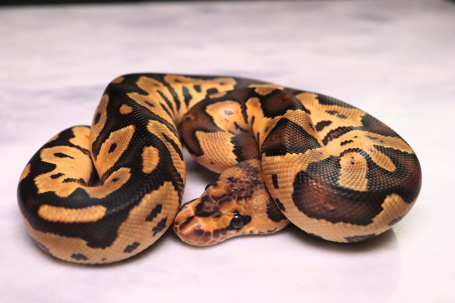 Ghi Fire Leopard Clown Ball Python by Luo's Herp - MorphMarket