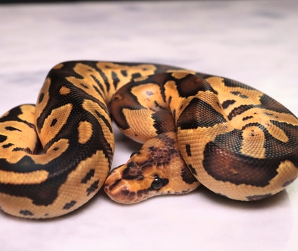 Black Pewter Redstripe Spotnose Clown Ball Python by Luo's Herp ...