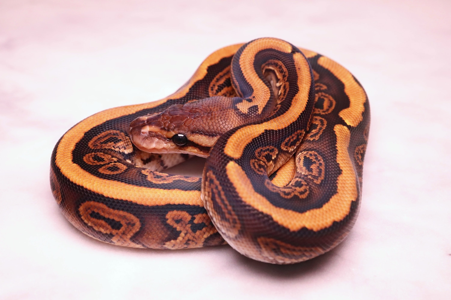 Blackpastel Redstripe Spotnose Pos OD Het Clown Ball Python by Luo's ...