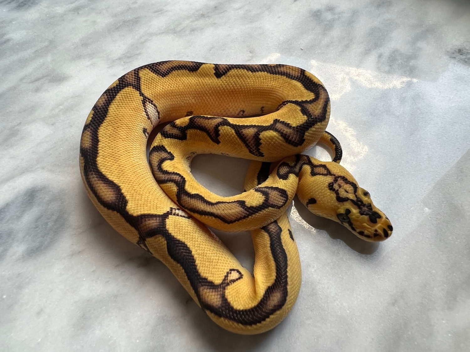 Pastel Enchi Clown Ball Python by Luo's Herp - MorphMarket