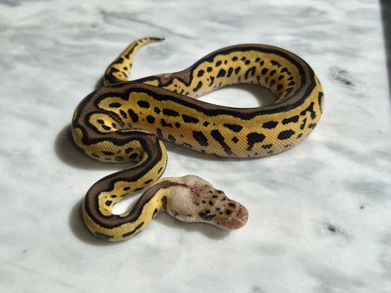Pastel Batman Pos Redstripe Ball Python by Luo's Herp