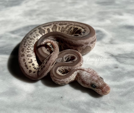 Black Pewter Redstripe Spotnose Clown Ball Python by Luo's Herp ...