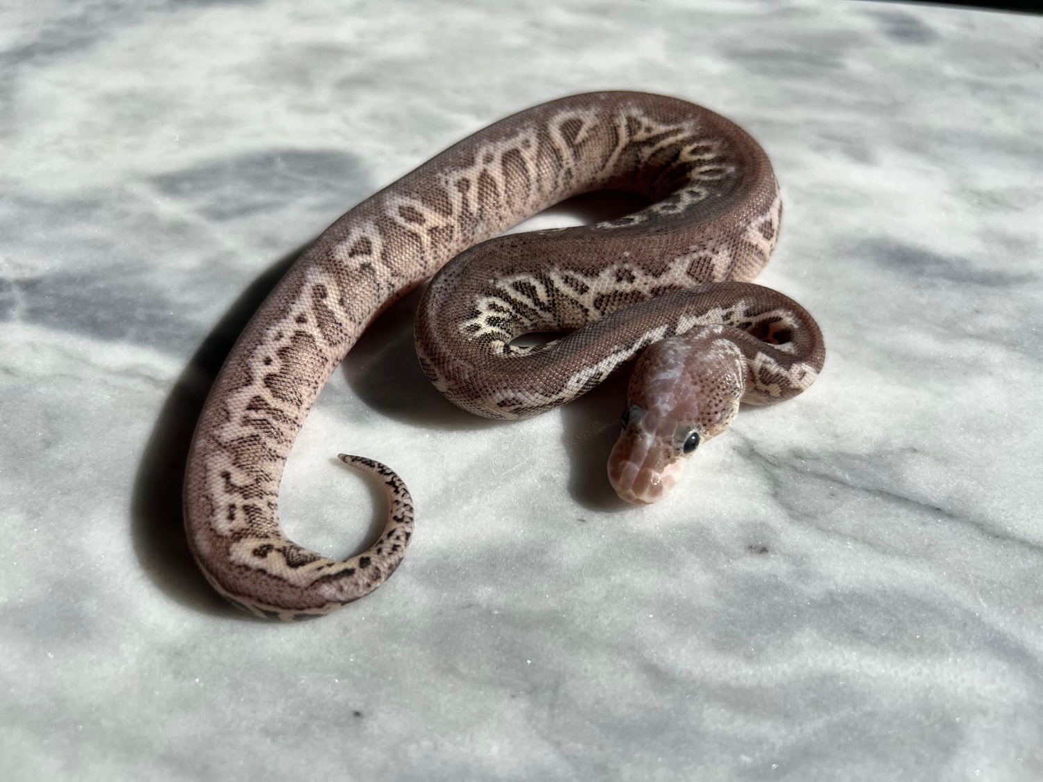 Black Pewter Redstripe Spotnose Clown Ball Python by Luo's Herp ...