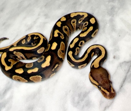 Leopard Dark Knight Ball Python by Luo's Herp - MorphMarket