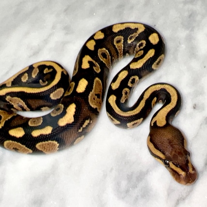 Black Pewter Redstripe Spotnose Clown Ball Python by Luo's Herp ...