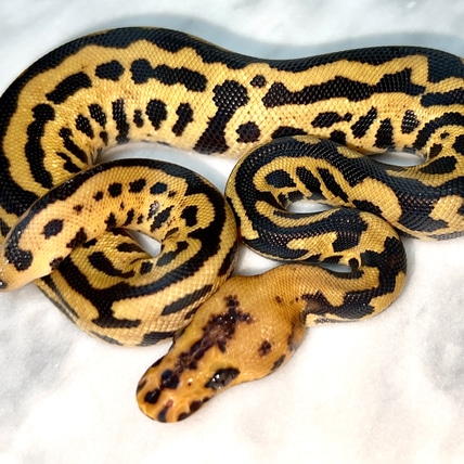 Luo's Herp - MorphMarket