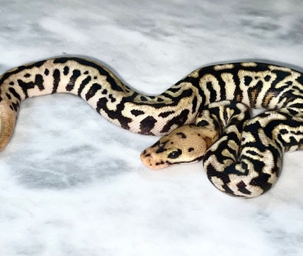 Black Pewter Redstripe Spotnose Clown Ball Python by Luo's Herp ...