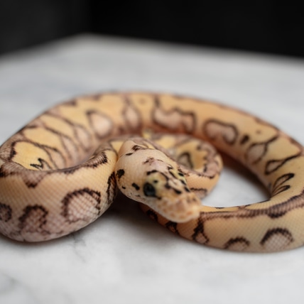 Black Pewter Redstripe Spotnose Clown Ball Python by Luo's Herp ...