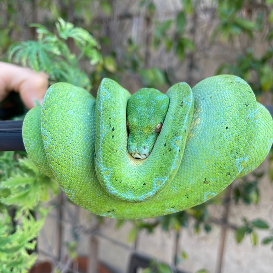 2021 Designer Male Green Tree Python by Frogmouth Ecological
