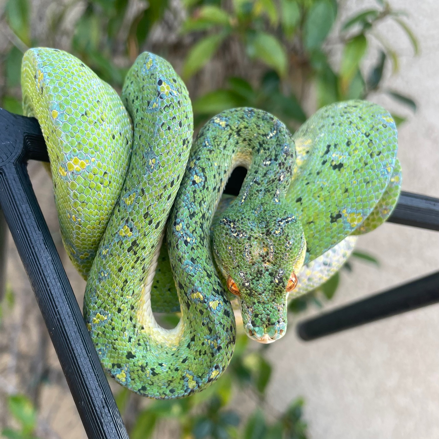 2021 Male Designer Green Tree Python by Frogmouth Ecological - MorphMarket