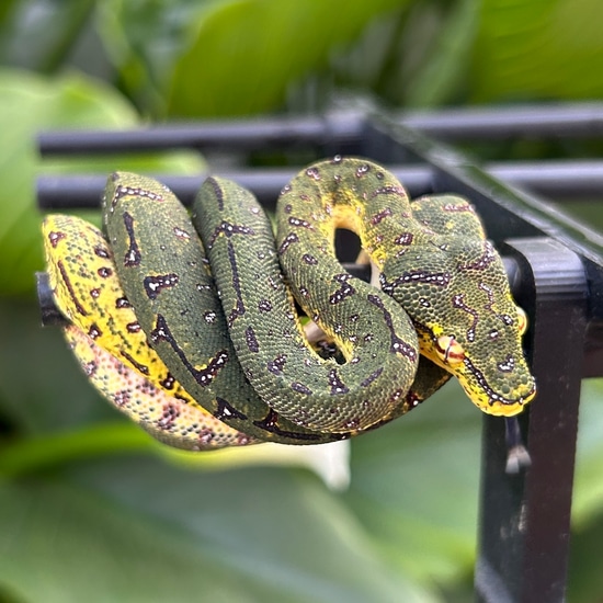 CBB Yellow Juvenile From Diego X KDB1207 Green Tree Python by Frogmouth ...