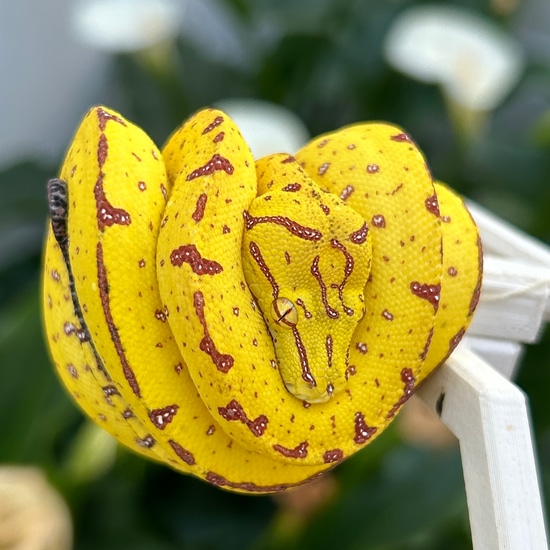 CBB Yellow Juvenile From Diego X KDB1207 Green Tree Python by Frogmouth ...