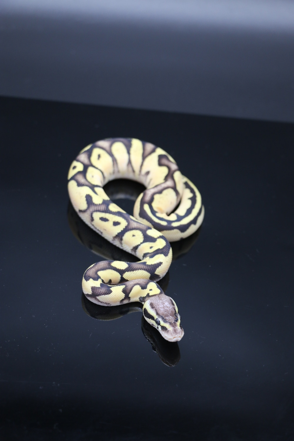 Super Pastel Enchi Ball Python by L&T Reptiles - MorphMarket