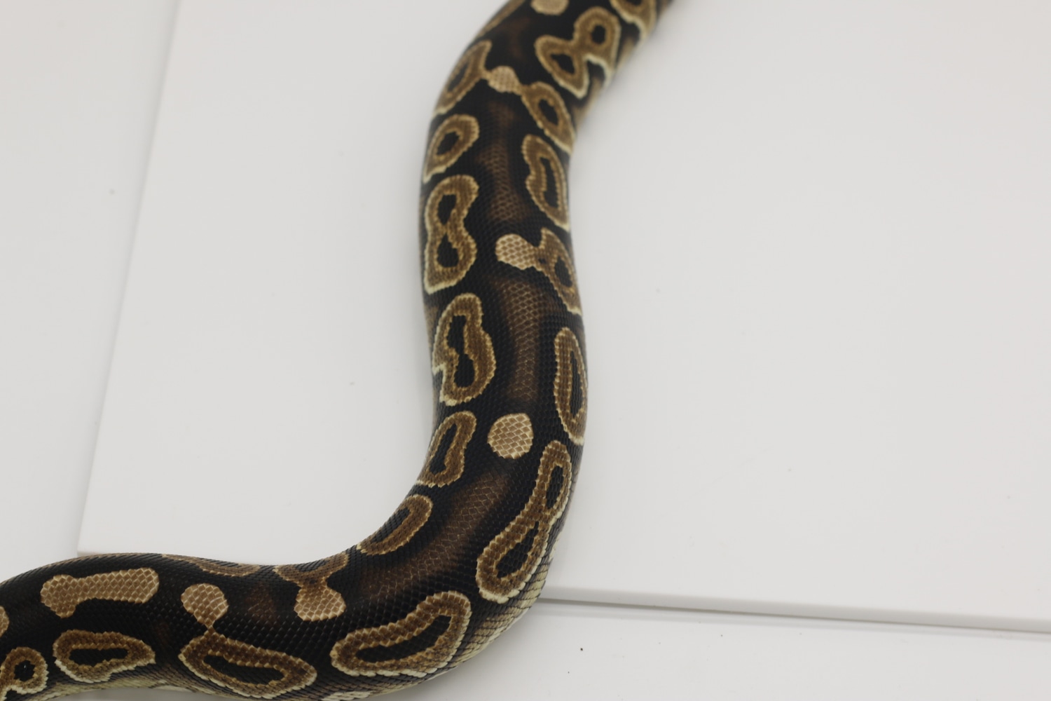 Cinnamon Poss Chocolate Ball Python by L&T Reptiles - MorphMarket