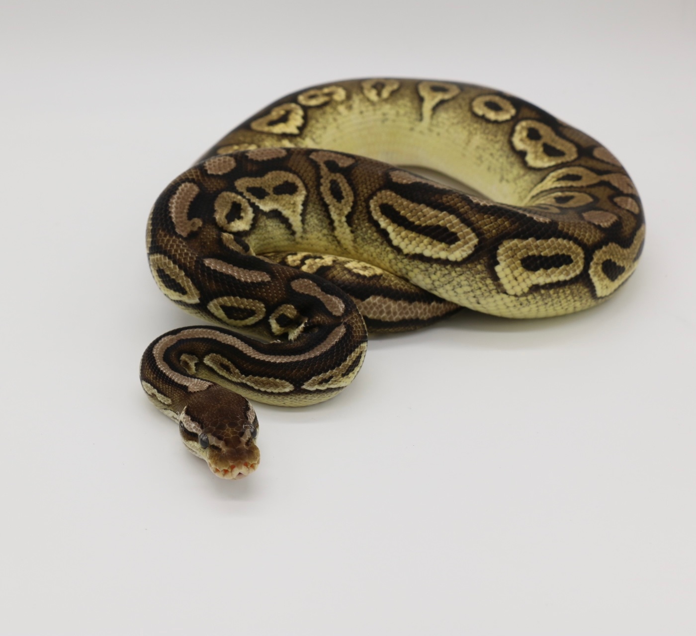 Pastel Cinnamon Het Piebald Ball Python by L&T Reptiles - MorphMarket