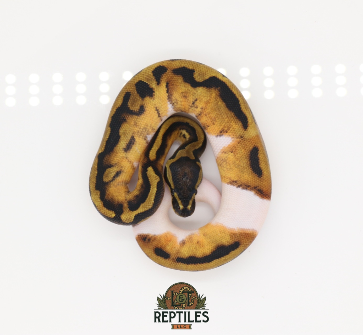 Piebald 66% Het Axanthic Tsk Ball Python by L&T Reptiles - MorphMarket