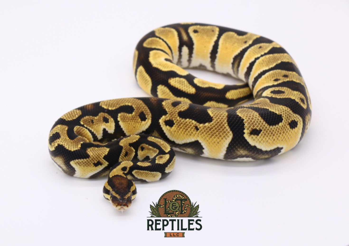 Super Orange Dream Het Clown Ball Python by L&T Reptiles - MorphMarket