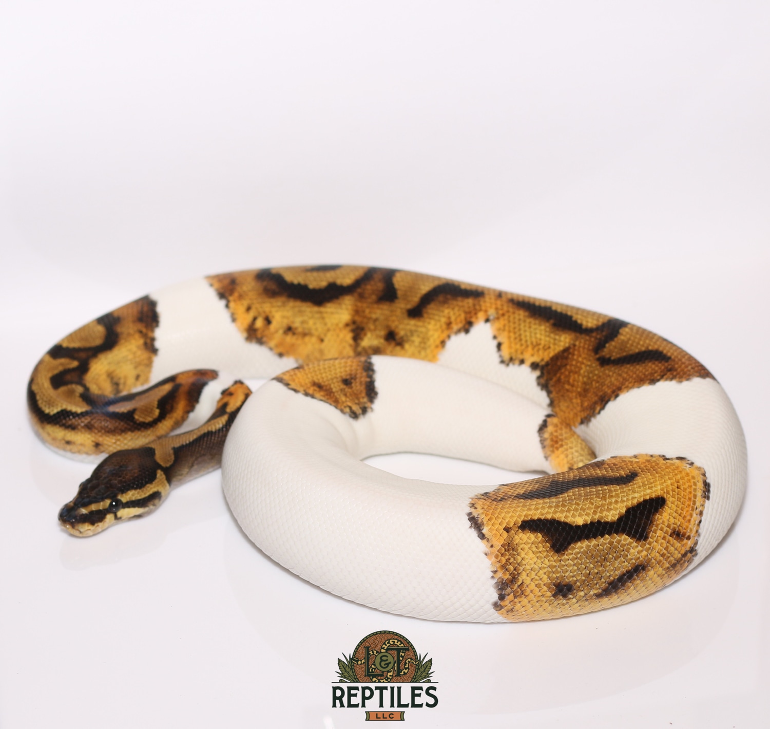 Piebald Ball Python by L&T Reptiles - MorphMarket