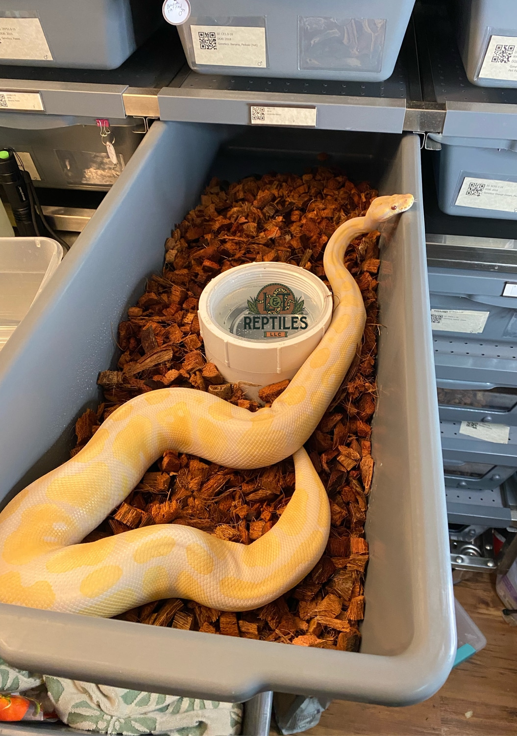 *RTB* Lavender Albino Ball Python by L&T Reptiles - MorphMarket