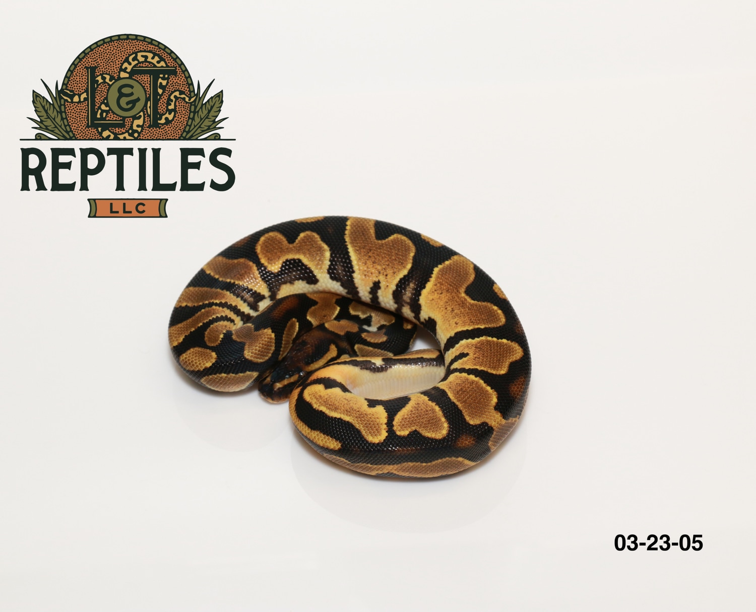 Orange Dream Het Hypo Het Piebald Ball Python by L&T Reptiles - MorphMarket