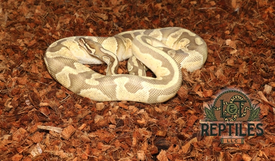 Proven Breeder Enchi Orange Dream Hurricane 100%Het Pied Ball Python by ...
