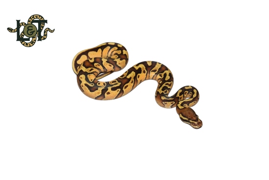 Hurricane OD Enchi 50% Het Piebald Ball Python by L&T Reptiles
